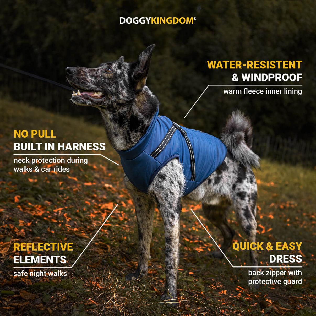 Warm Dog Jacket with Zipper – Comfortable & Easy to Dress | Doggykingdom